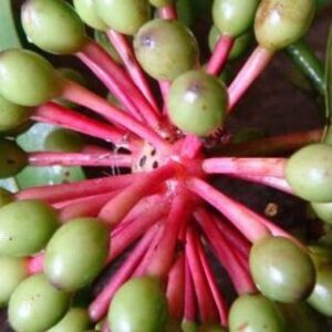 El Yumel deshace y expulsa los cálculos biliares y renales - Tollán ...