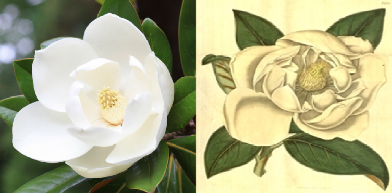 Herbolaria Mexicana: Plantas Medicinales Originarias - Tollán Herbolaria