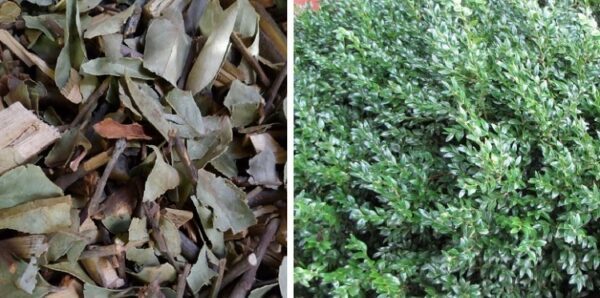 Axocopaque: poderosa planta medicinal mexicana - Tollán Herbolaria